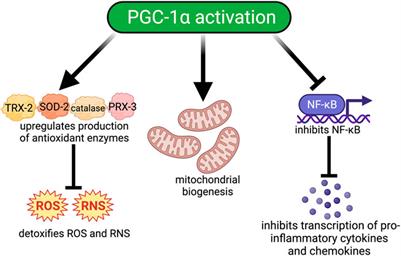 Frontiers | PGC-1α activity and mitochondrial dysfunction in preterm infants
